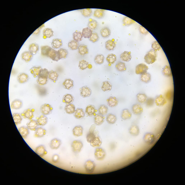 Miel natural como diferenciarla