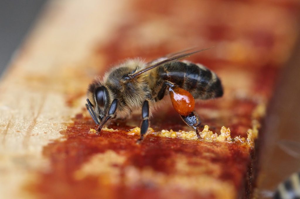Propiedades terapéuticas del propóleo andaluz “VerdeMiel”